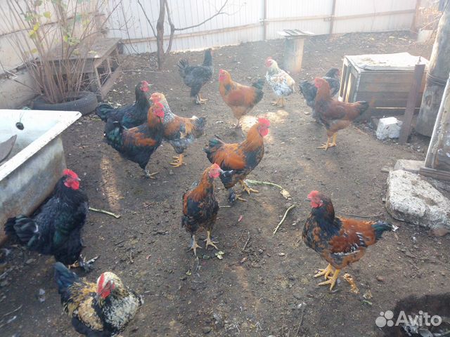 Молодые петухи