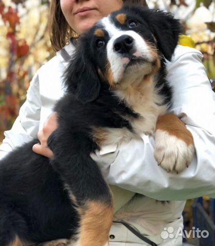 Бернский зенненхунд