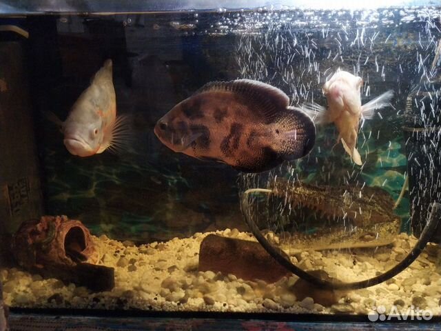 Астронотусы