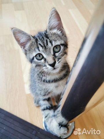 Ласковые полосатые кисы в добрые руки