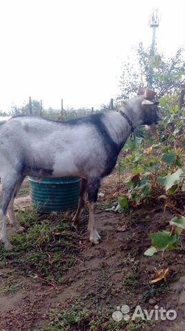 Нубийский козел для вязки