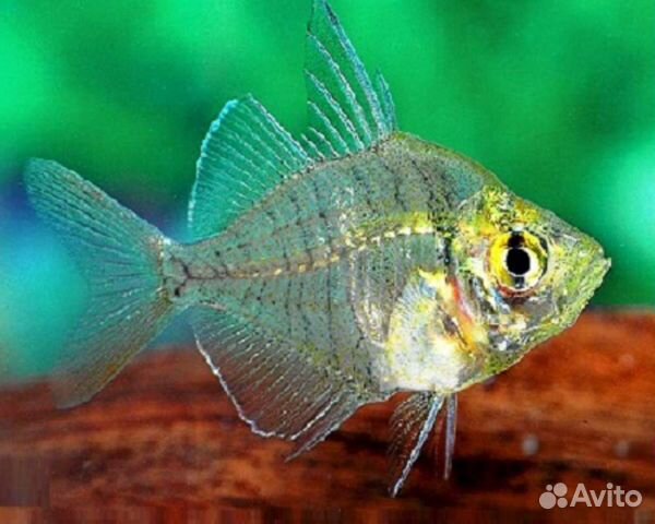 Стайка стеклянных окуней