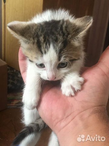 Отдам кошечку месячную