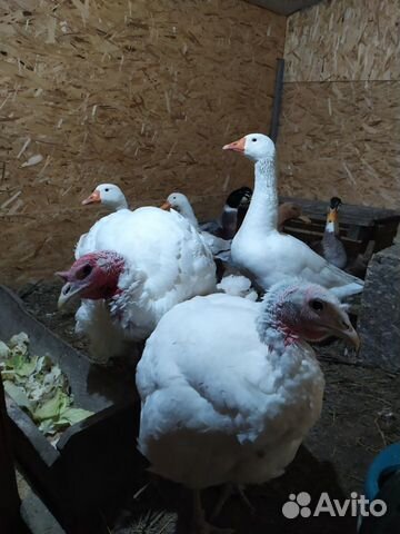 Индейки, гуси, утки
