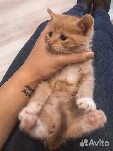 Отдам в добрые руки рыженькое голубоглазое чудо