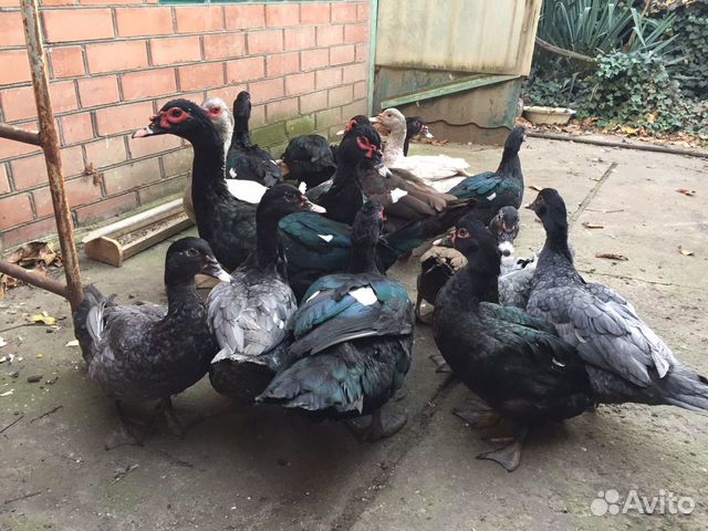 Утки/голуби