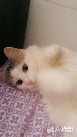 Молодая кошечка ищет семью