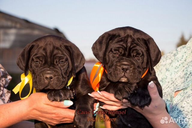 Красивые щенки кане корсо