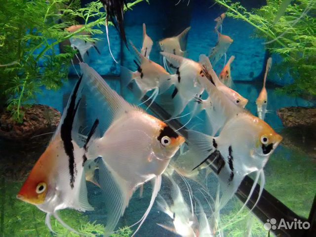 Скалярии - кои