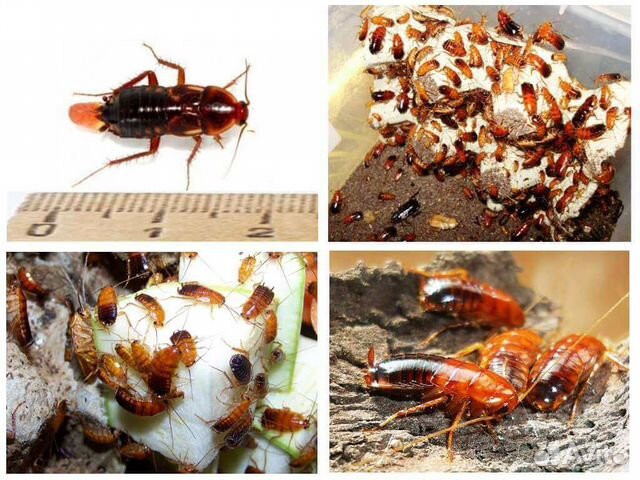 Тараканы туркменские. Корм для рыб