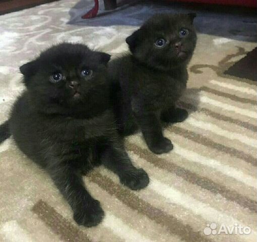 Продам вислоухую кошечку