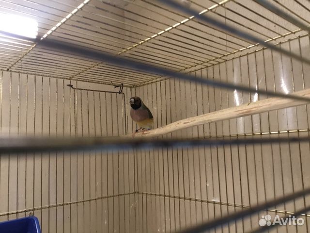 Амадина гульда