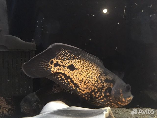 Астронотус