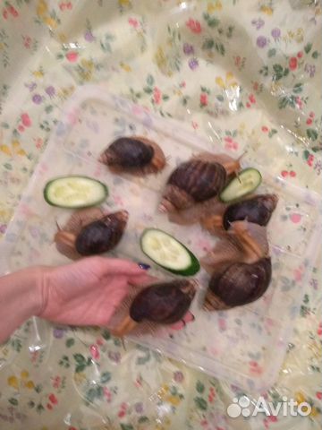 Улитка Ахатина Иммакулята