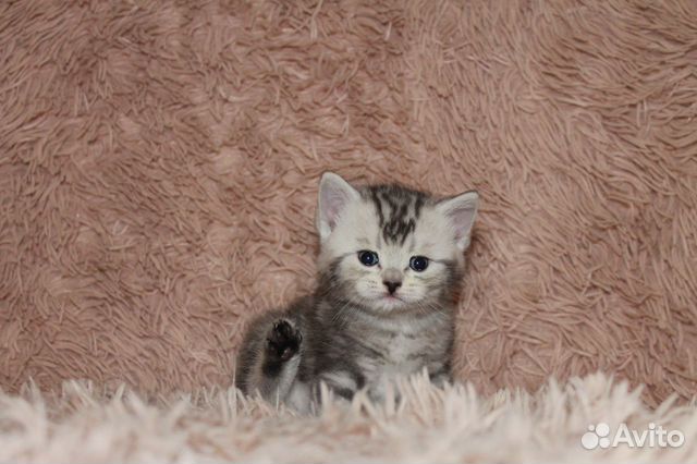 Серый пушистик