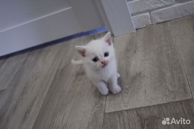 Котята