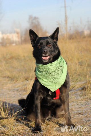 Отдам собаку Ночку в добрые руки, в дар