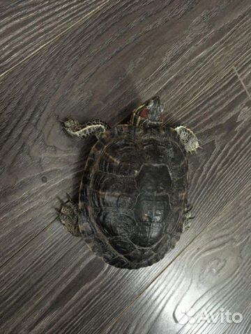 Черепаха водяная, красноухая