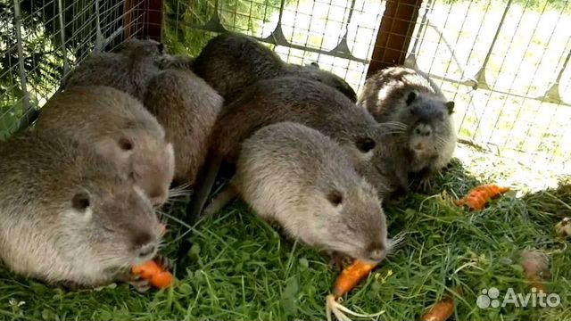 Нутрии на мясо