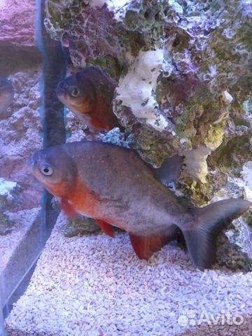 Рыба Пиранья