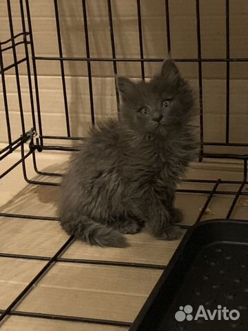 Милашка кошечка ищет дом