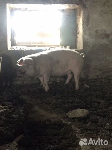 Свиньи на забой