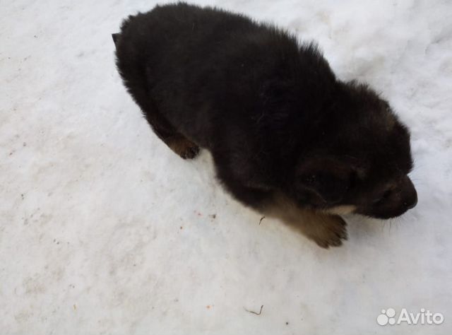 Щенки немецкой овчарки