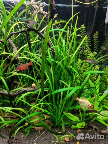 Аквариумное растение, эхинодорус, сагитария