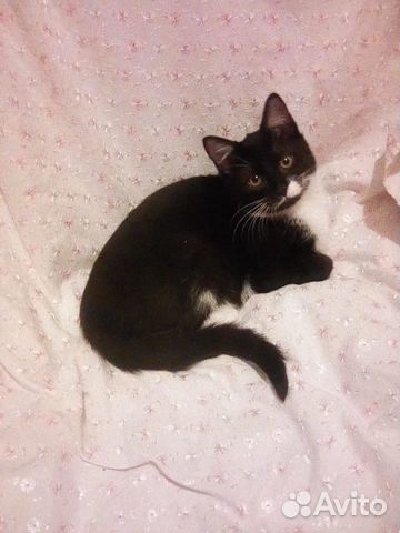 Веселая Ириска,4 мес