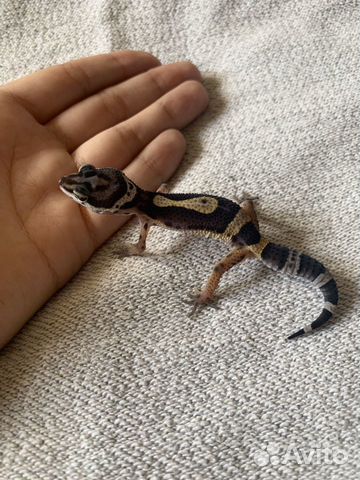 Эублефар, морфа Black Night