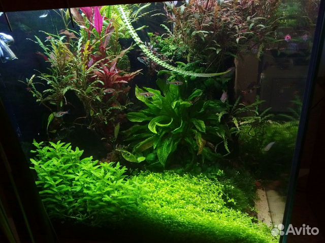 Аквариумные растения