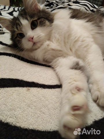 Кот Сёма ищет хозяев