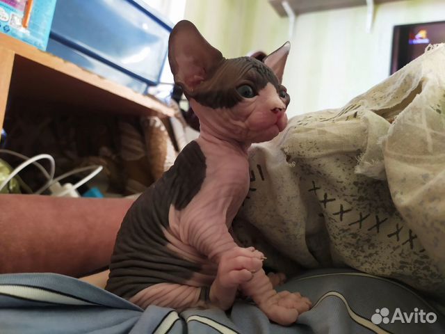 Канадский сфинкс