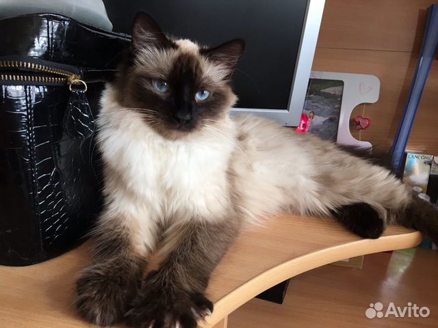 Красавица Ragdoll