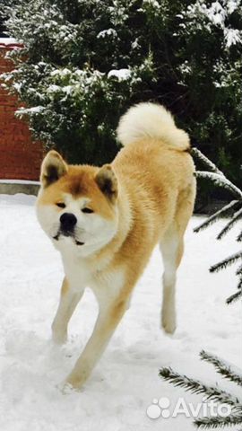 Вязка Акита ину кобель
