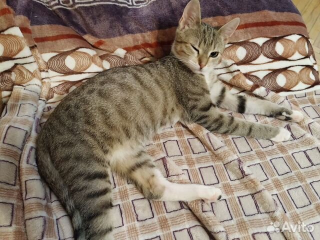 Котенок 5 месяцев
