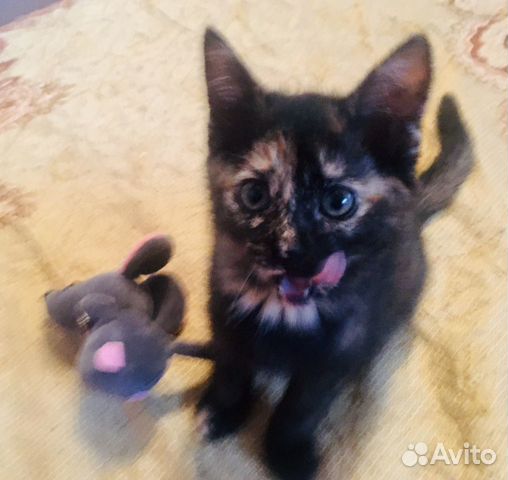 Милашка - Няшка в добрые руки