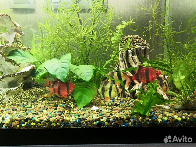 Суматранские барбусы glofish