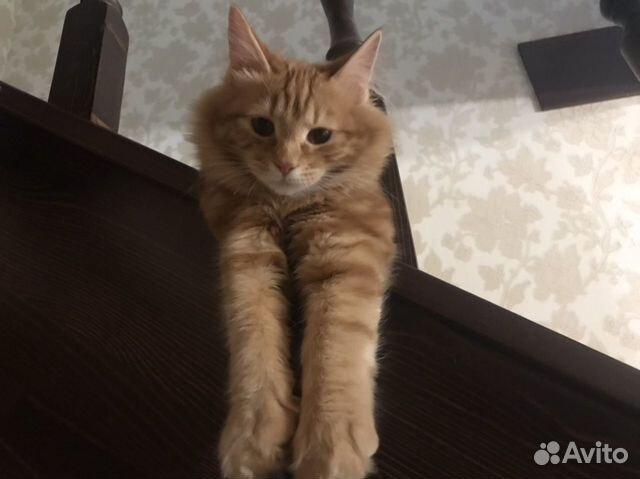 Курильский бобтейл