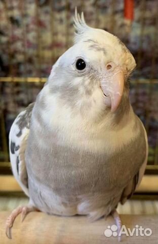 Попугай корелла самец