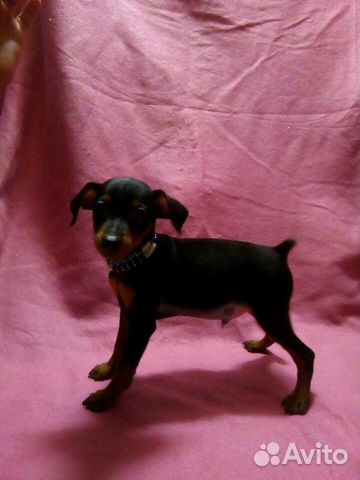 Щенок цвергпинчера мальчик