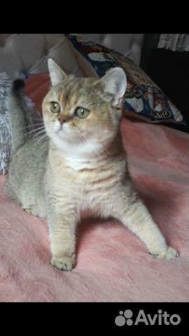 Британская Британцы кошки и котята