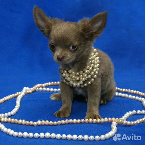 Серебрянные мышата и их друзья