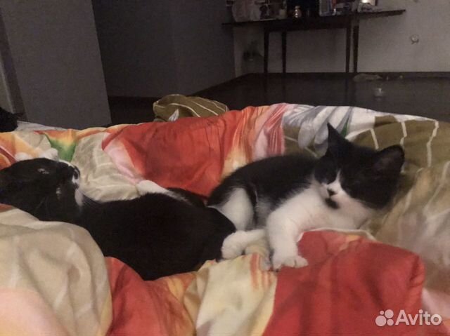 Рон и Брюс ищут дом