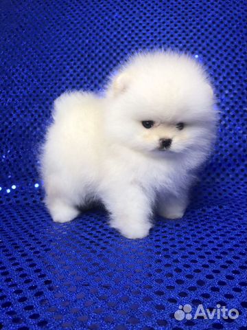 Эксклюзивные мишки