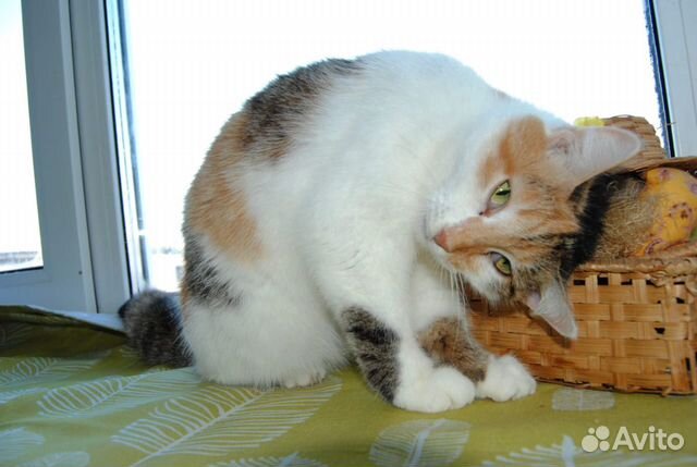 Японский бобтейл