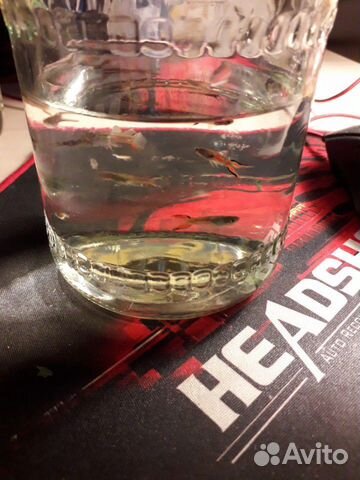 Гуппи эндлера