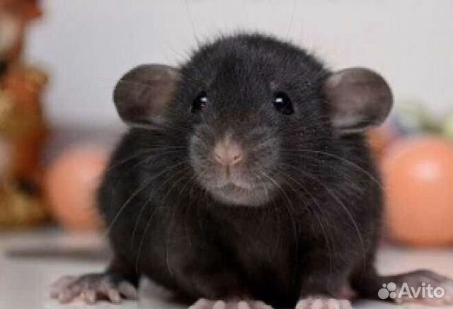 Крысята Дамбо