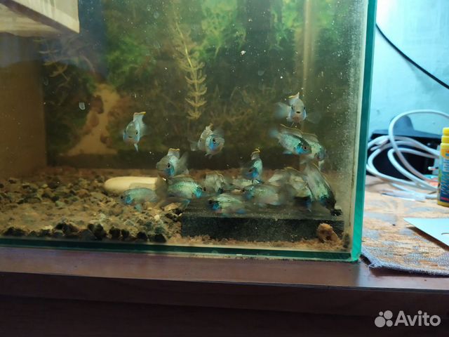 Голубая наннакара (цихлиды)