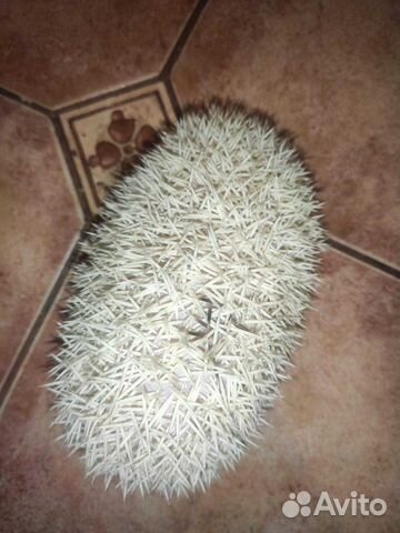 Африканский ежик Белочка